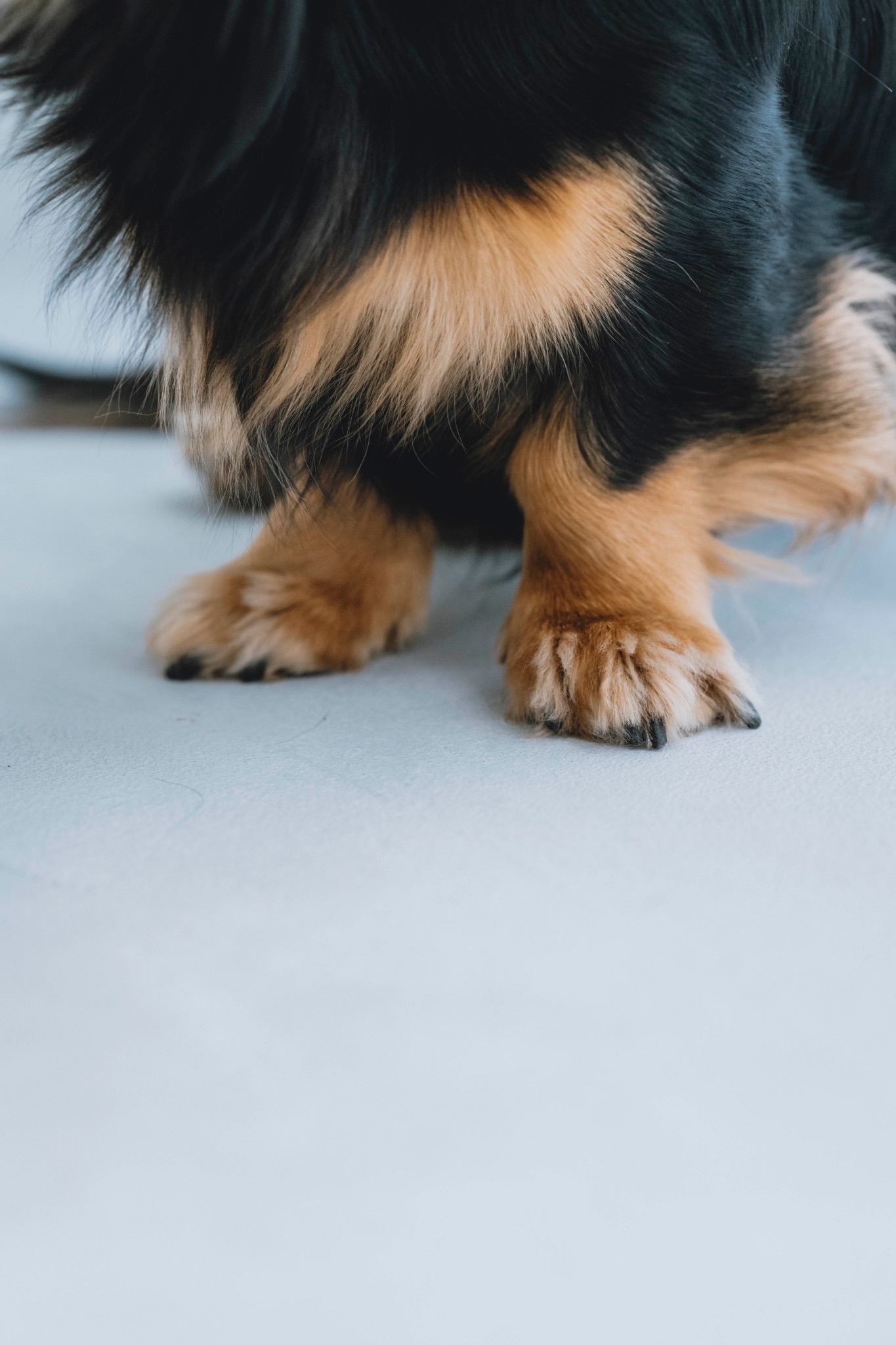 ペット撮影 – 岐阜県羽島市 STUDIO uka